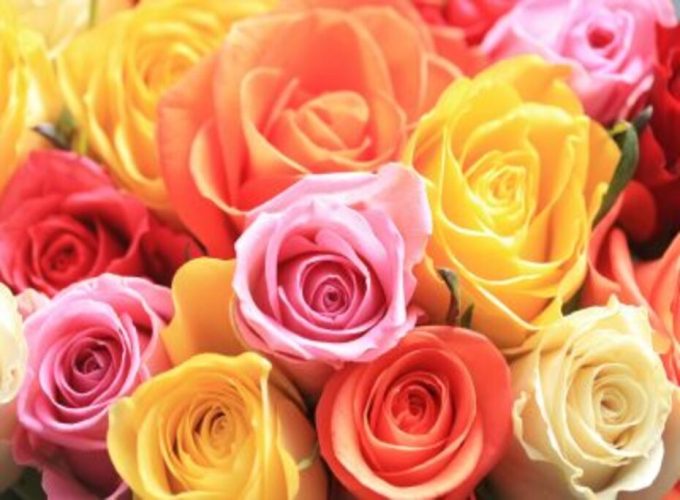 Fun Facts about Roses - Different Colors and Their Meanings - HabitBomb